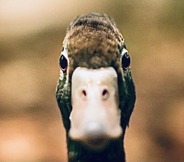 New Fiction Today in Gone Lawn! – William Burtch